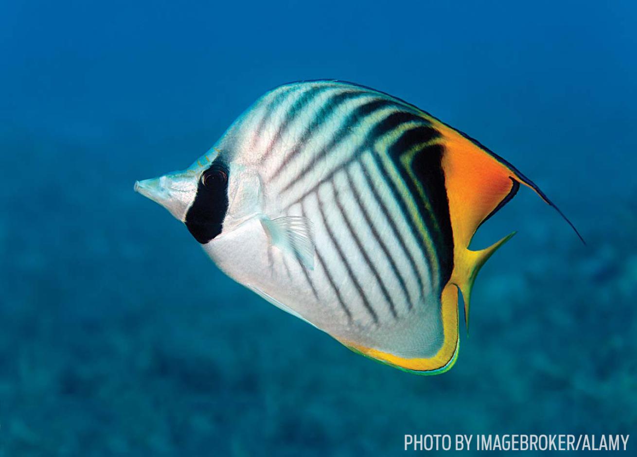 Fish Surveying Fun Abounds with REEF in Bonaire | Scuba Diving