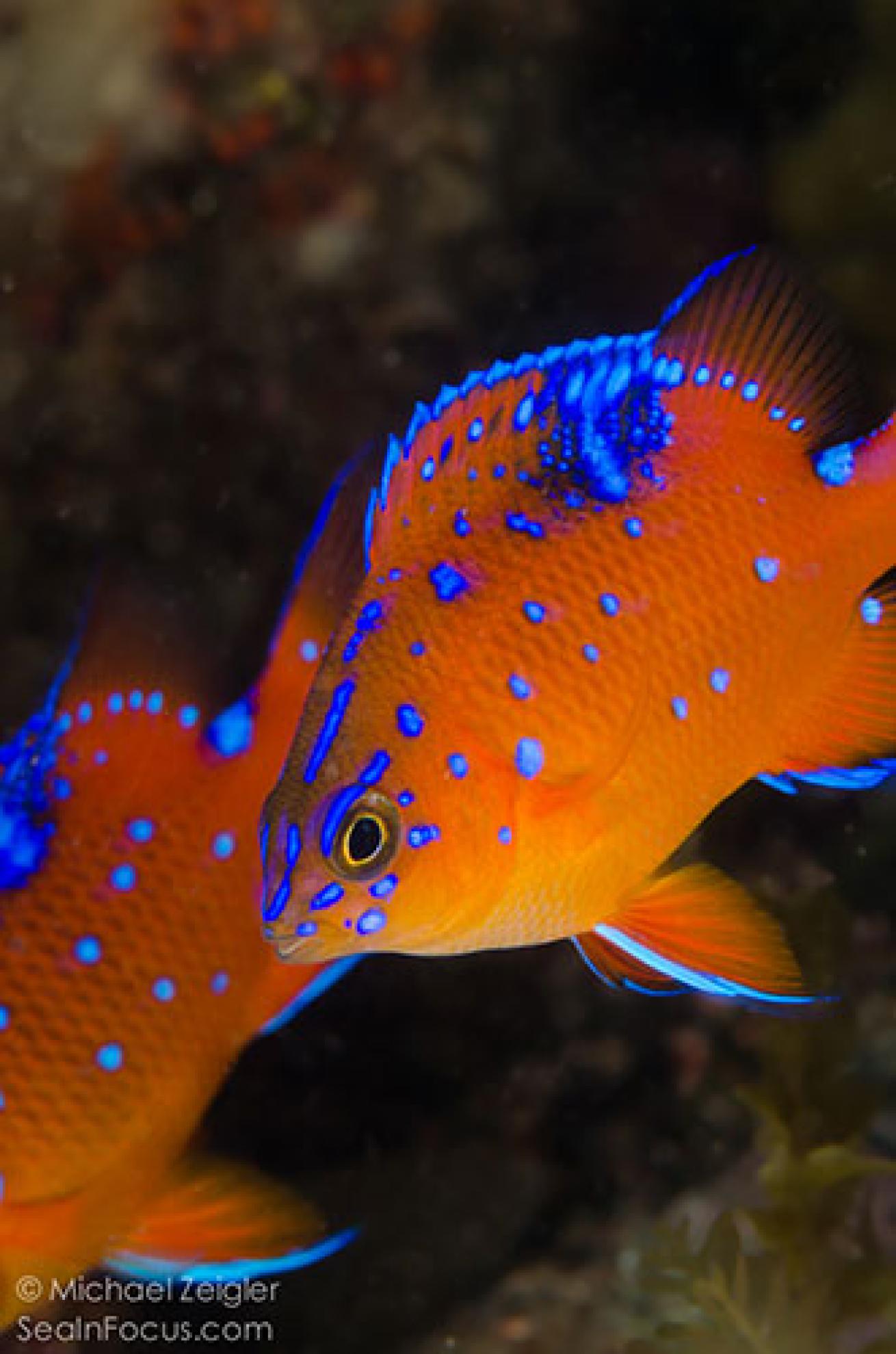 California Diver: Spot a Garibaldi Fish | Scuba Diving