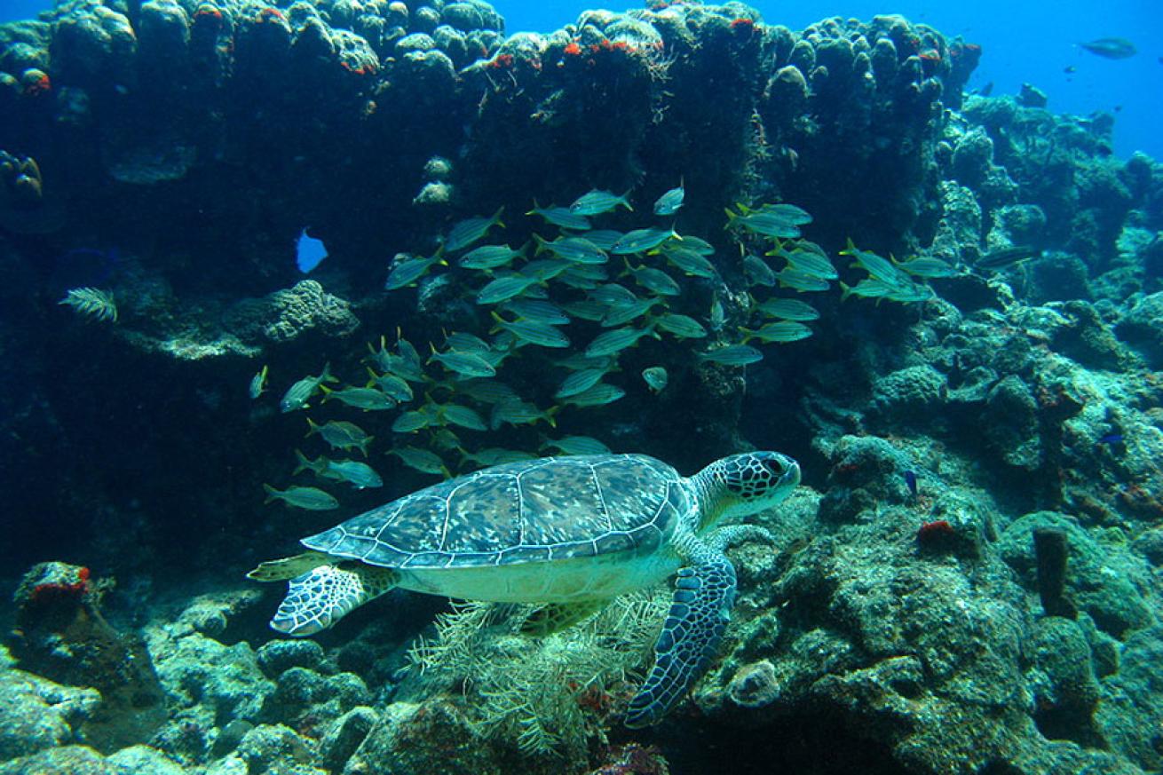 St. Croix: Dive & Dine | Scuba Diving
