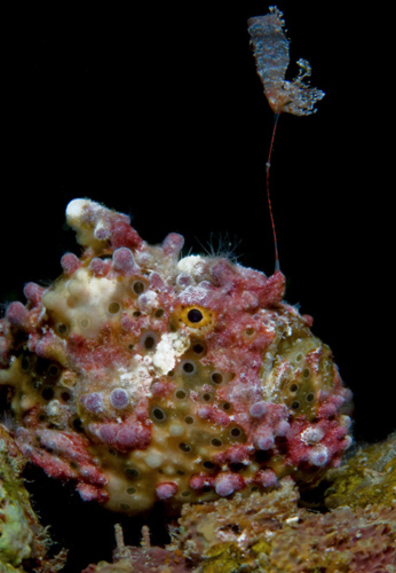 Underwater Photo Tips: The Secret World of Frogfish | Scuba Diving