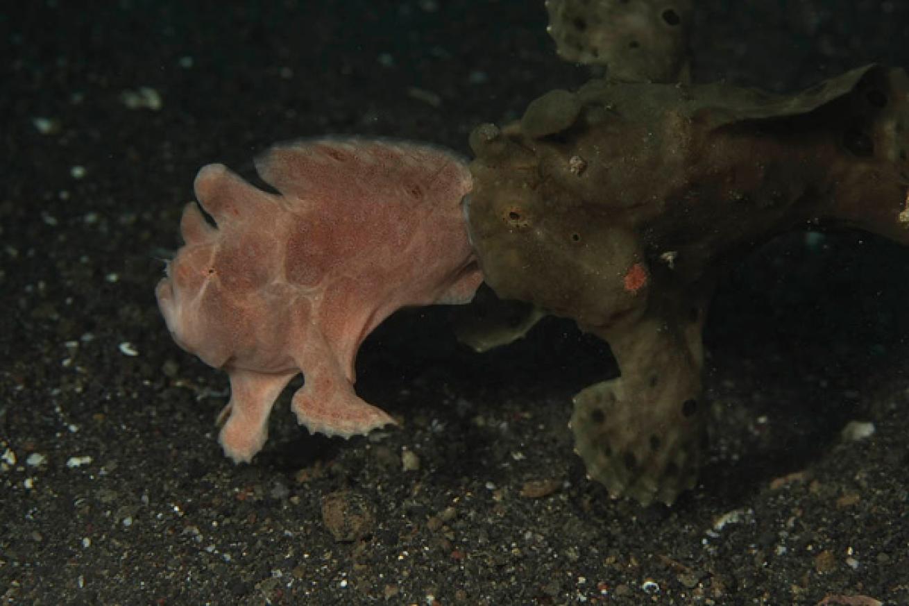 Underwater Photo Tips: The Secret World of Frogfish | Scuba Diving