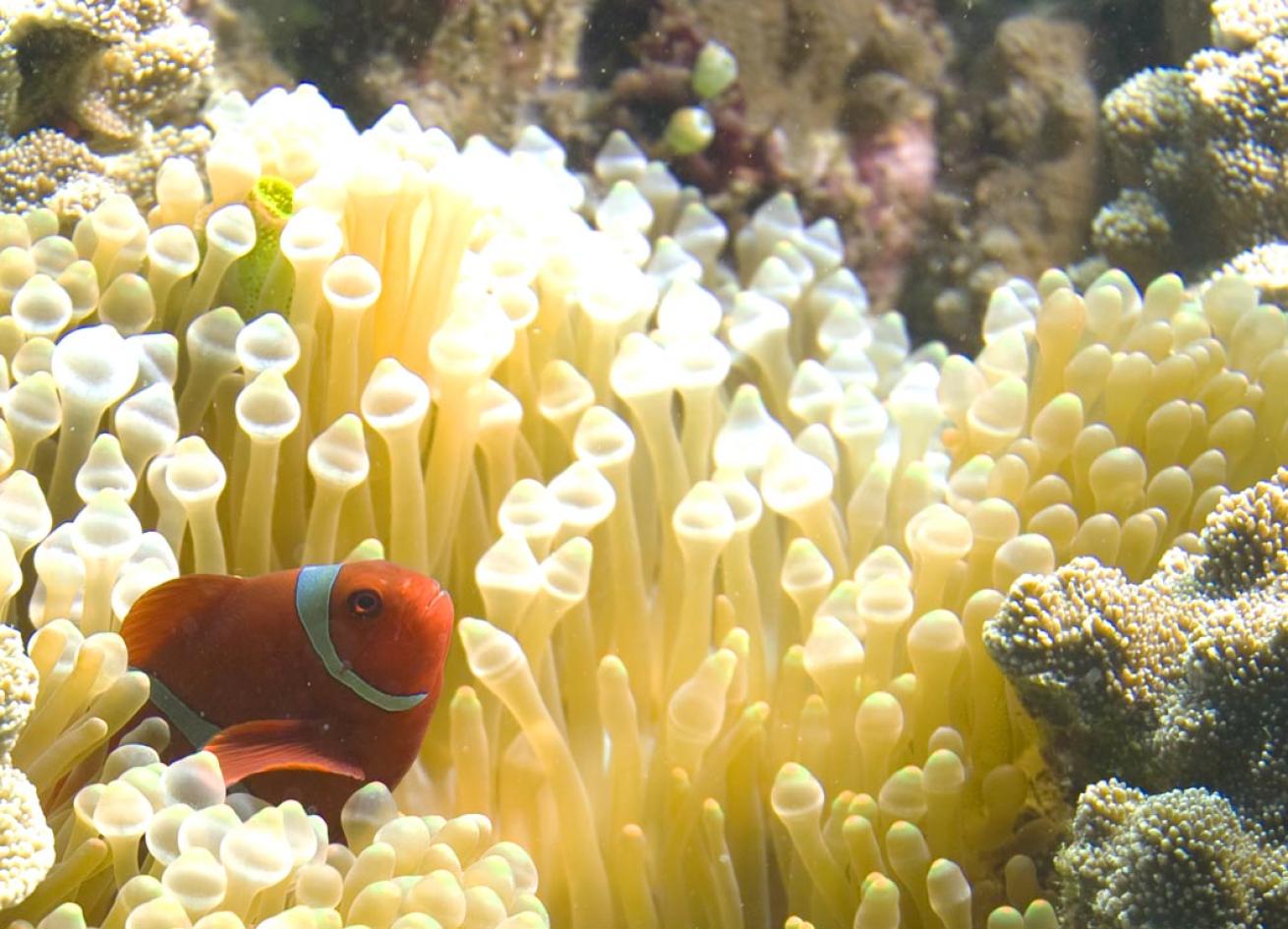 Symbiotic Sea Life | Scuba Diving