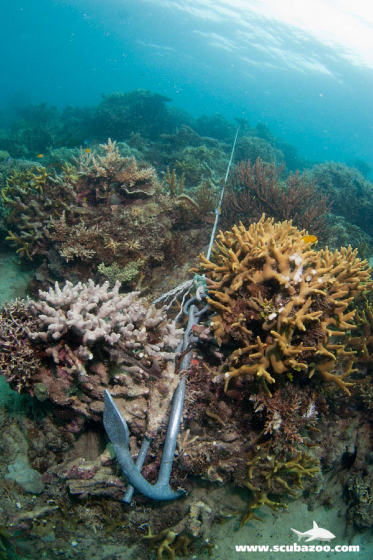 Marine Conservation Underwater Photography Tips | Scuba Diving