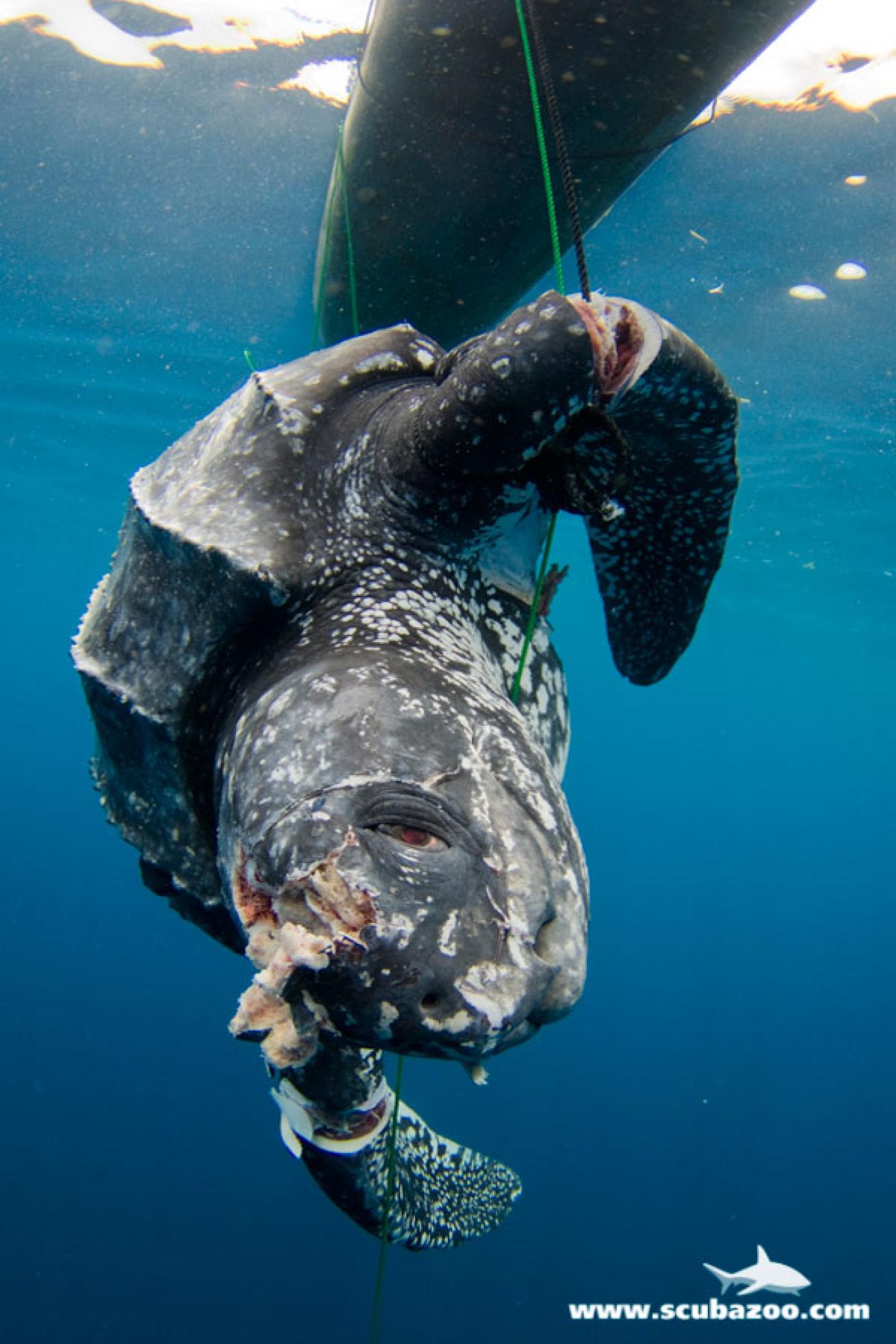 Marine Conservation Underwater Photography Tips | Scuba Diving