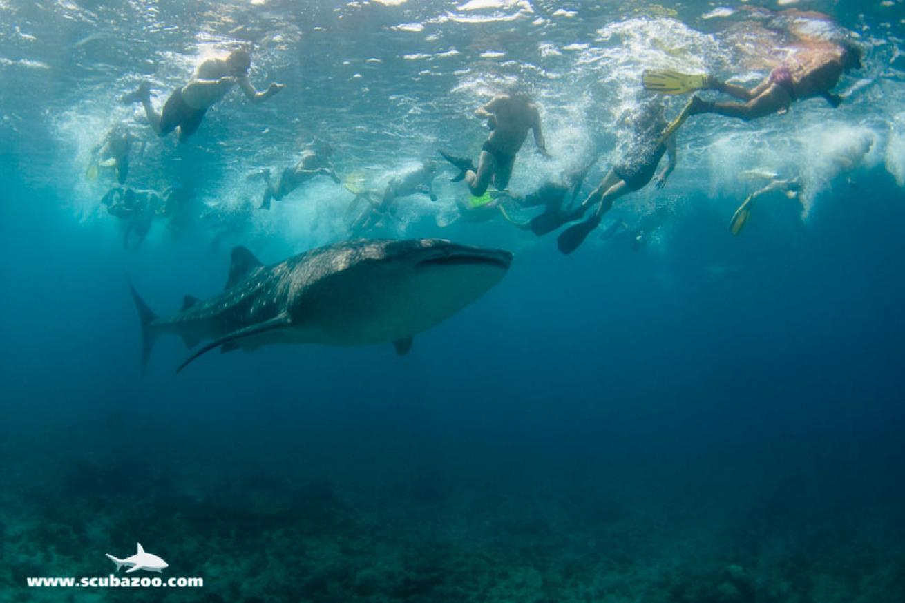 Marine Conservation Underwater Photography Tips | Scuba Diving