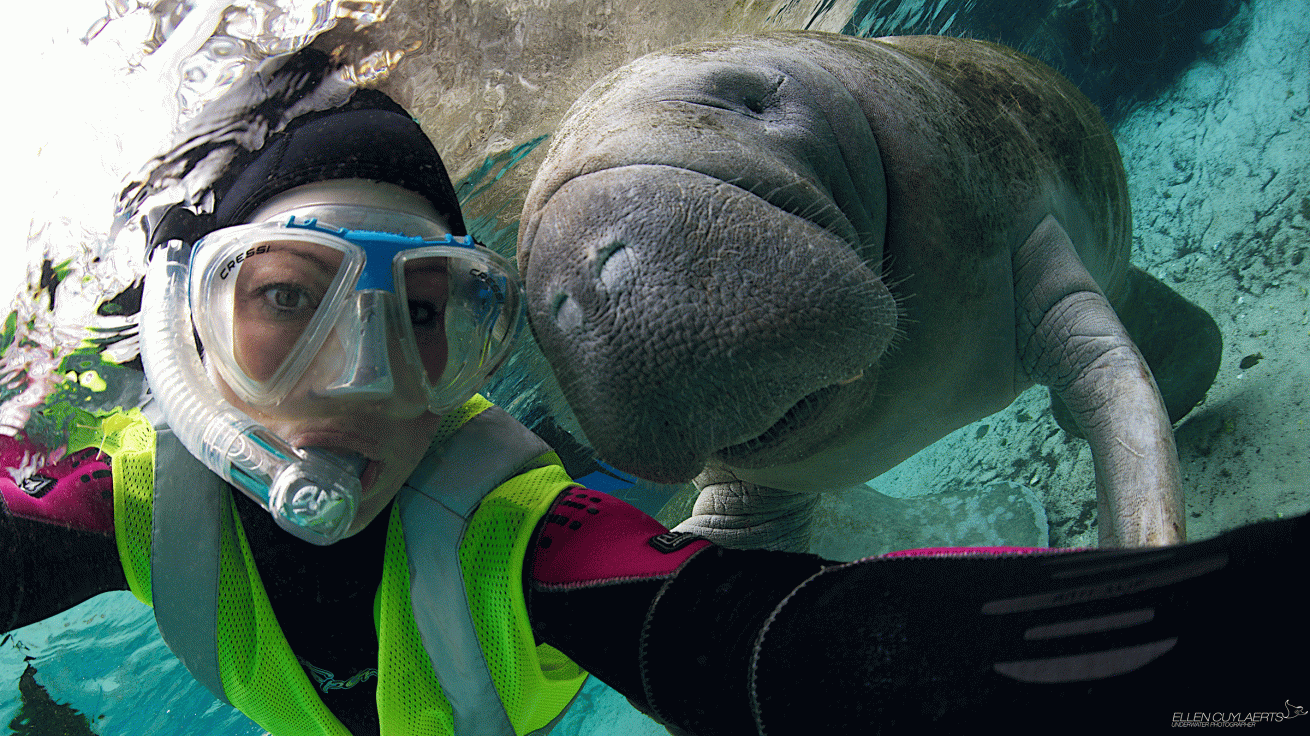 Snorkeling with Manatees in Florida's Crystal River | Scuba Diving