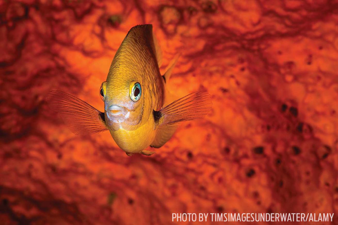 Fish Surveying Fun Abounds with REEF in Bonaire | Scuba Diving