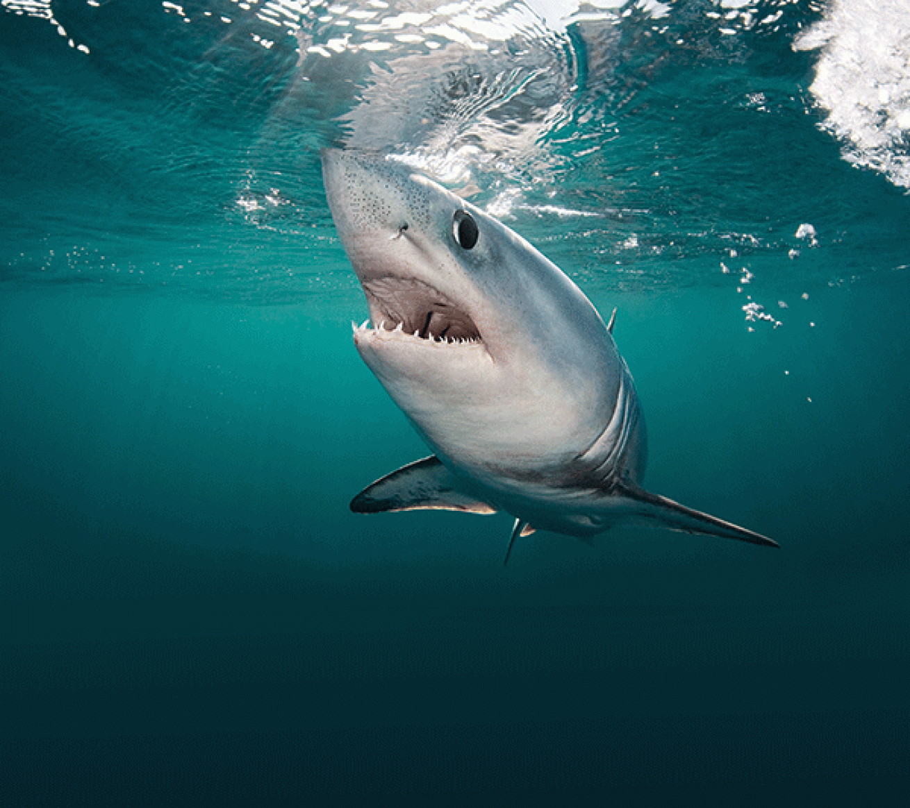 Success: Sharks and manta rays win historic CITES protection | Scuba Diving
