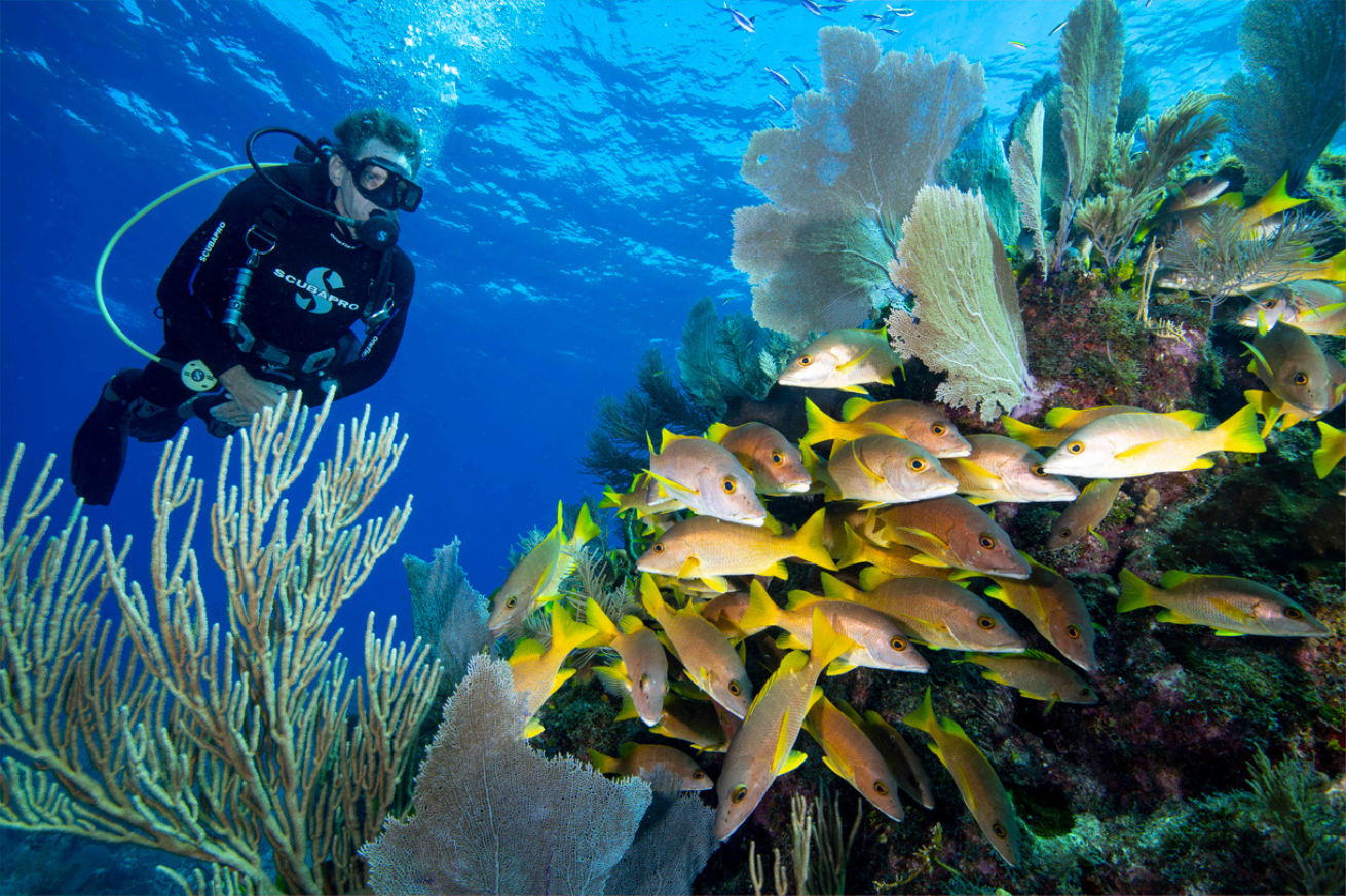 Where Barefoot Luxury Meets Legendary Diving on Little Cayman | Scuba ...