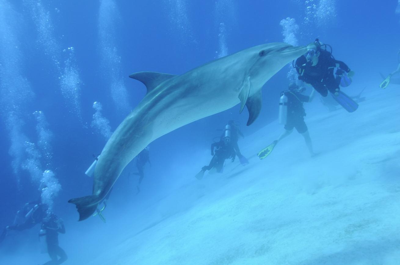 Five Reasons to Love Diving Grand Turk | Scuba Diving