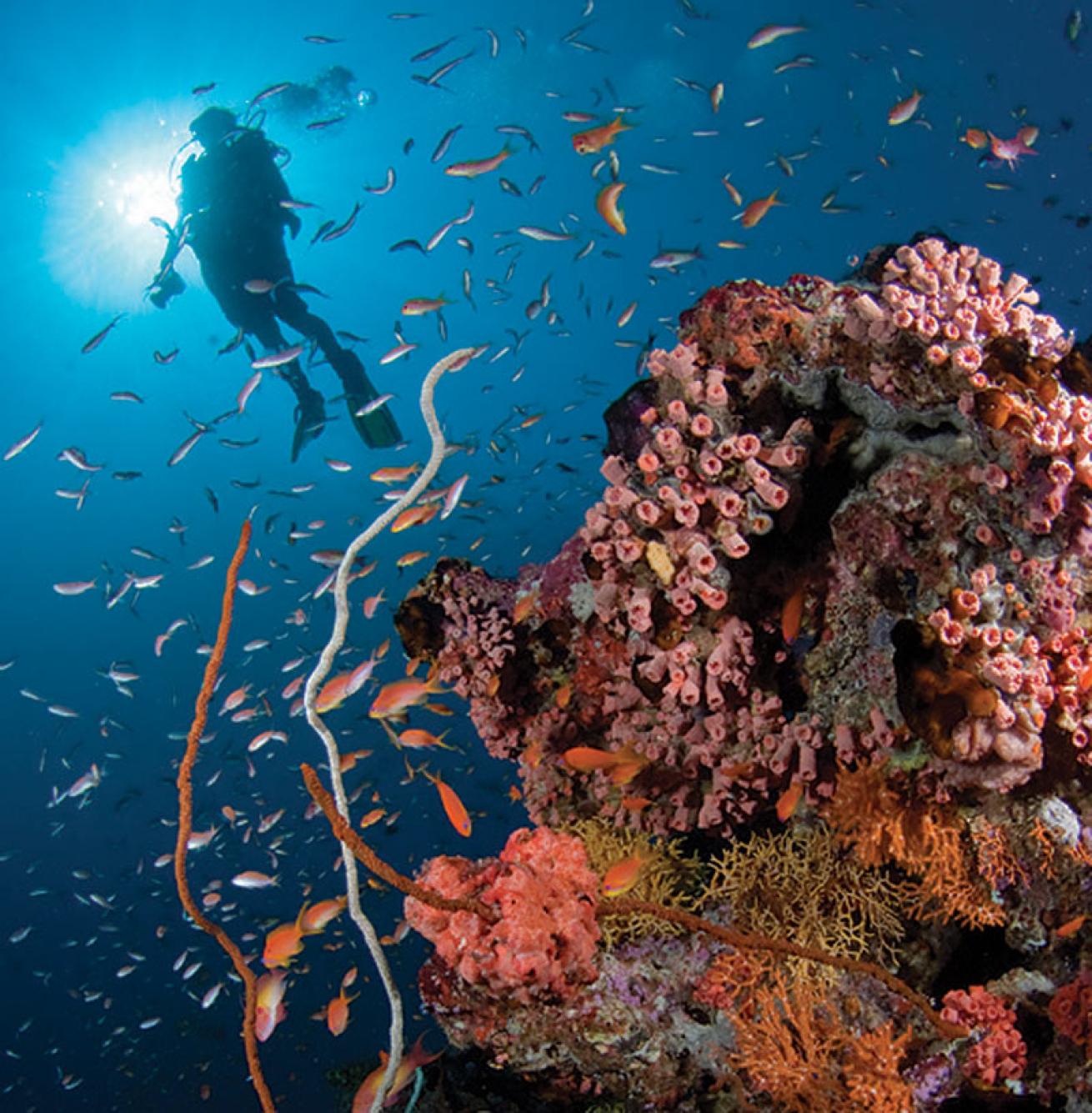 2014 World’s Best Diving & Resorts: Four Seasons Explorer | Scuba Diving