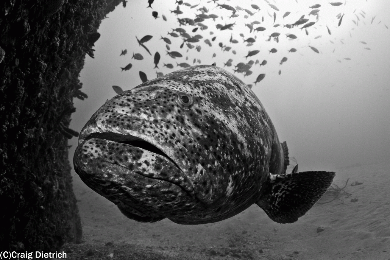 Water Planet: Goliath Grouper Encounter! | Scuba Diving