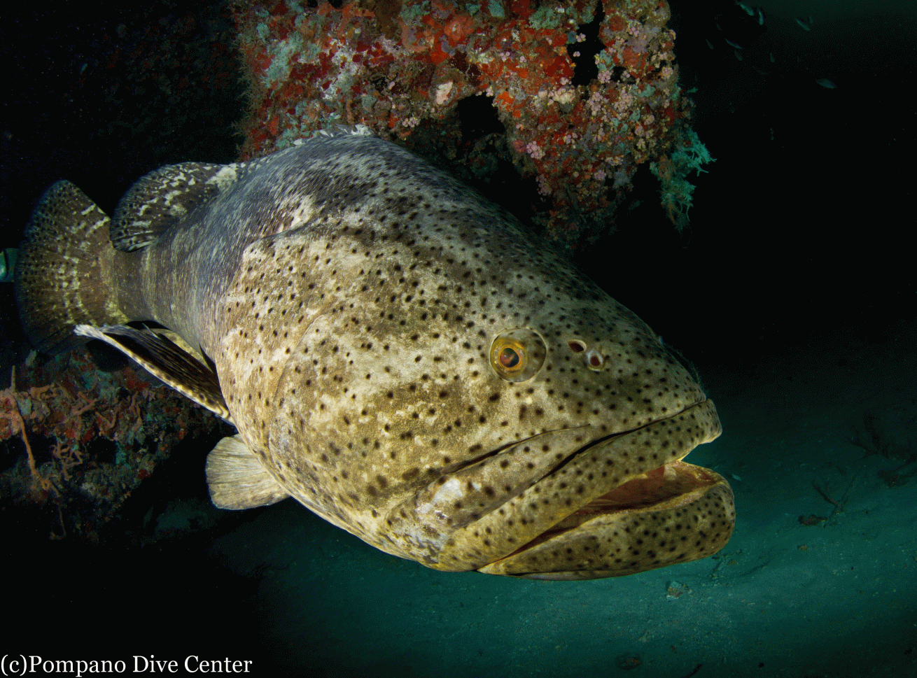 Water Planet: Goliath Grouper Encounter! | Scuba Diving