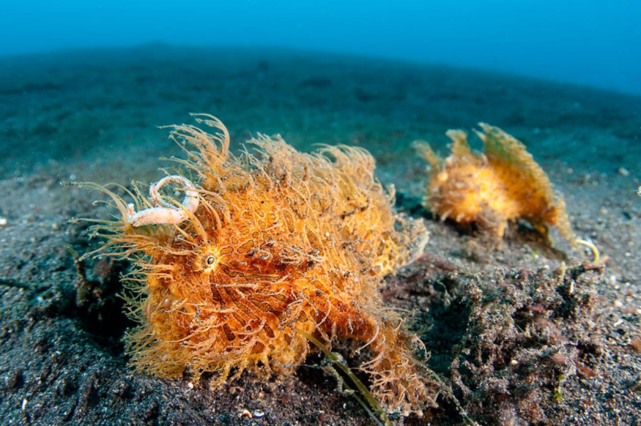25 Reasons We Love the Pacific | Scuba Diving