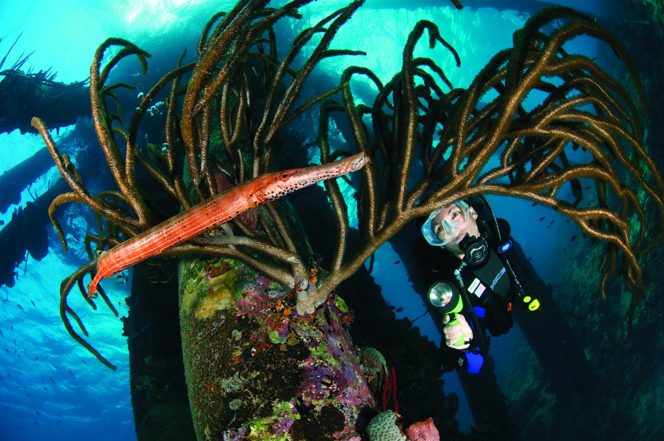 How to Take Underwater Portraits | Scuba Diving