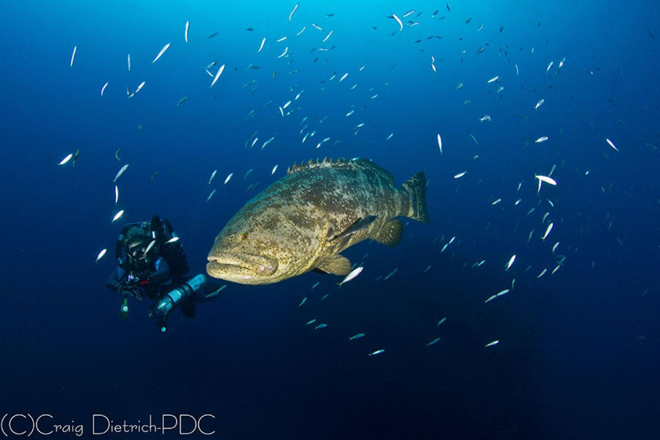 Underwater Photography: Shooting In Silence | Scuba Diving