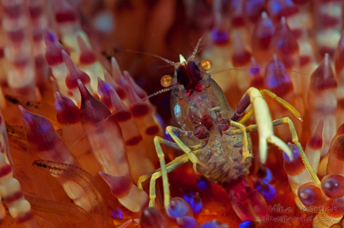 Reef Encounters: Insects of the Sea | Scuba Diving
