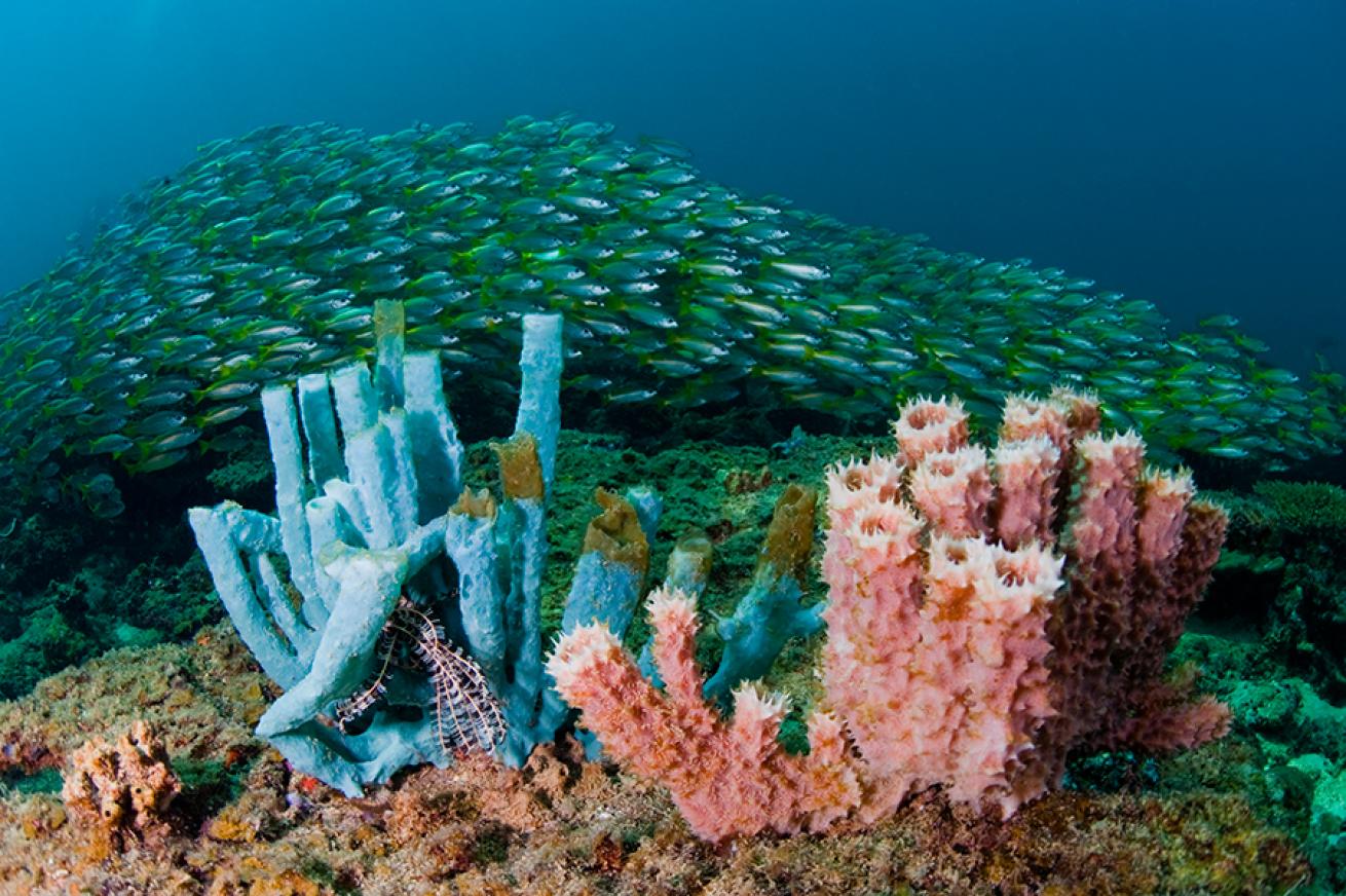 Sabah Malaysia: Perfect 10 | Scuba Diving