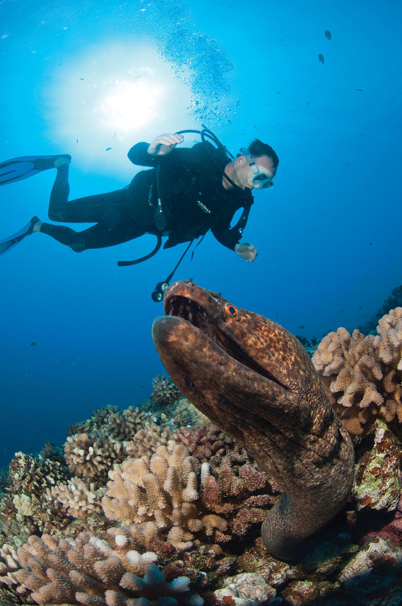 Maui Dive Travel Guide | Scuba Diving