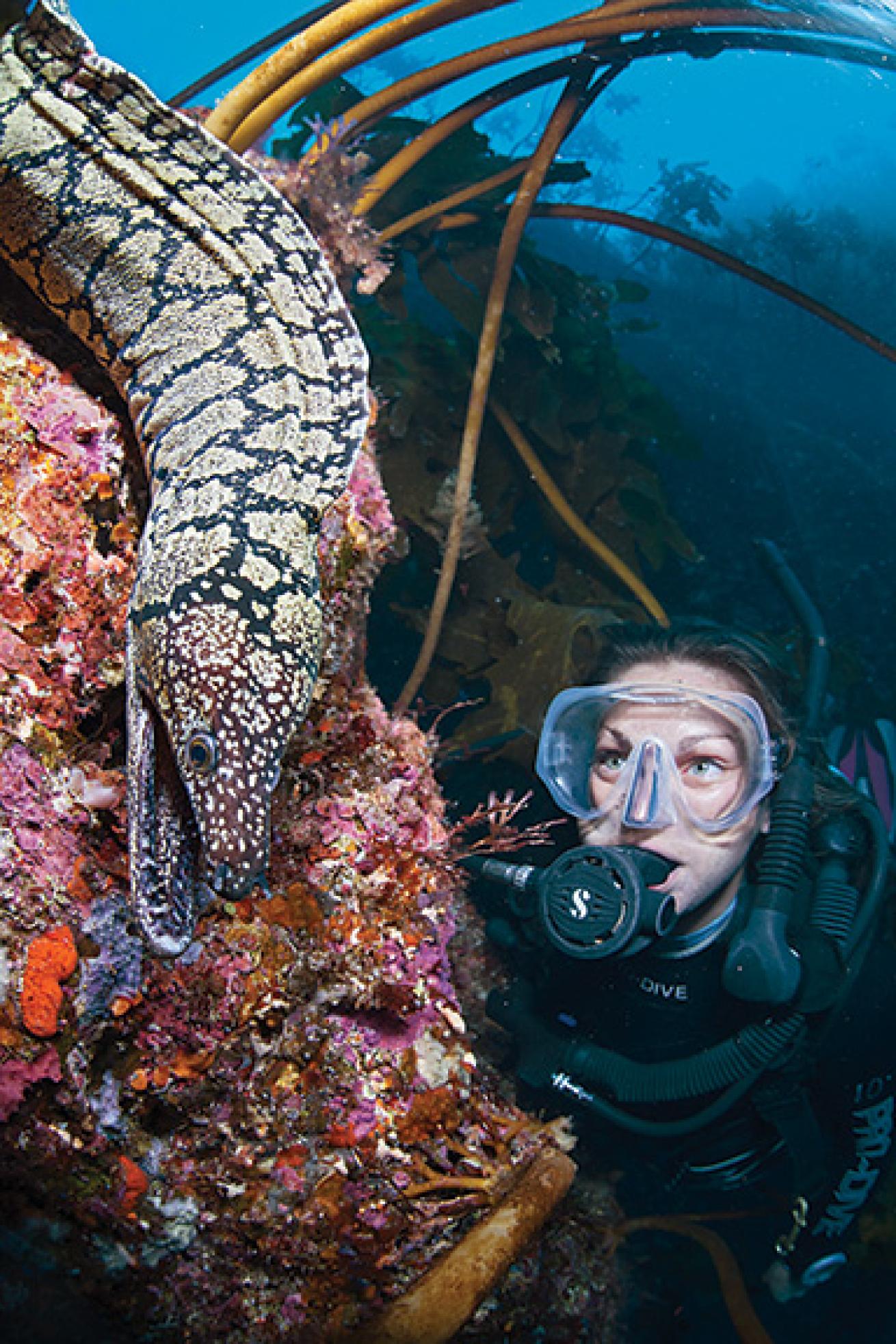 Poor Knights, New Zealand: The Place That Connects Us | Scuba Diving