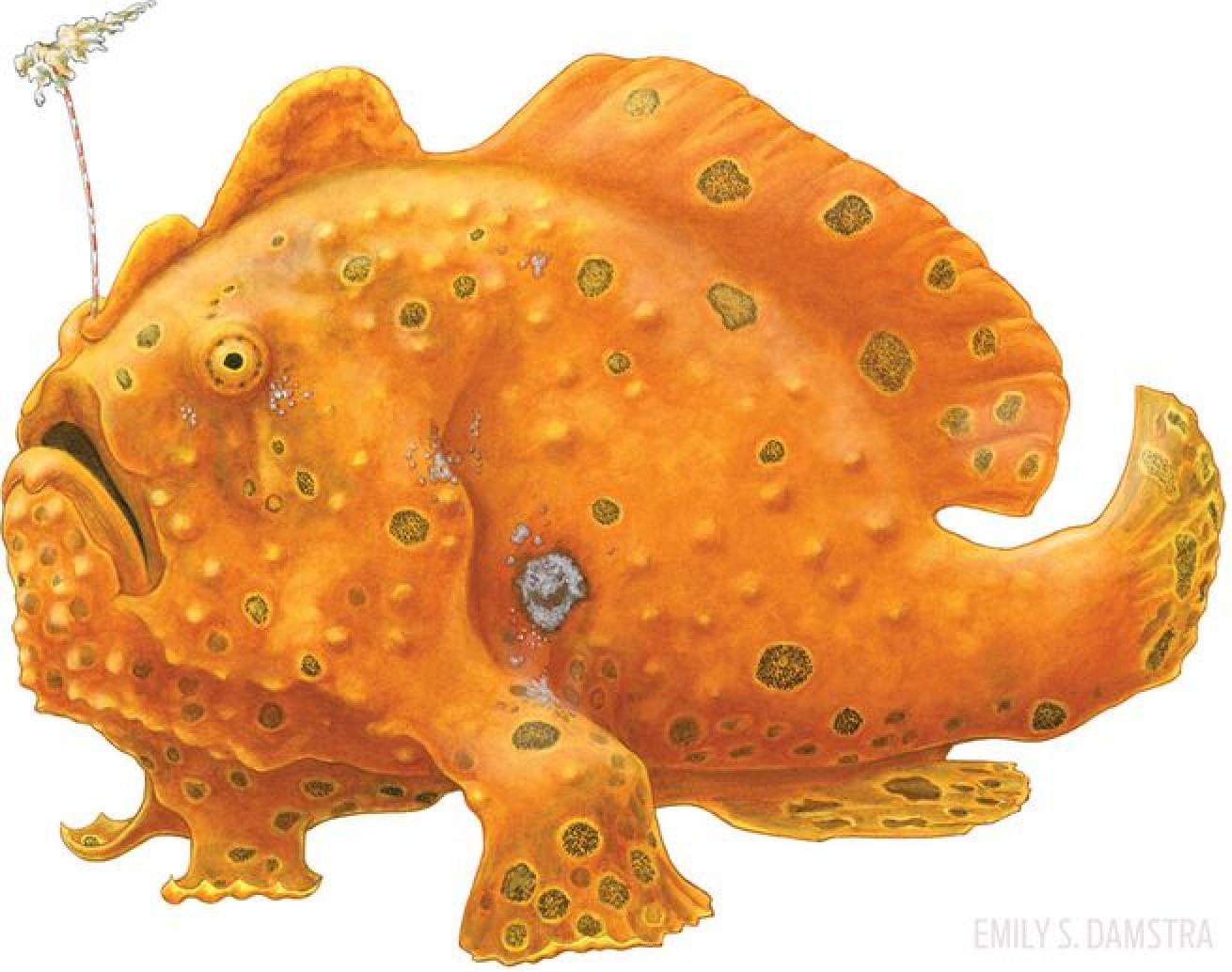 14 Facts You Didn't Know About the Frogfish | Scuba Diving