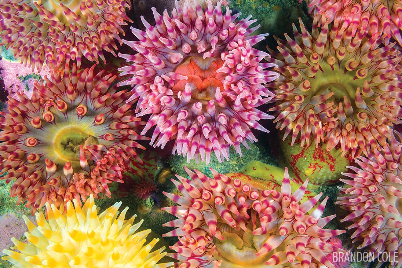 Scuba Diving in the State of Washington | Scuba Diving