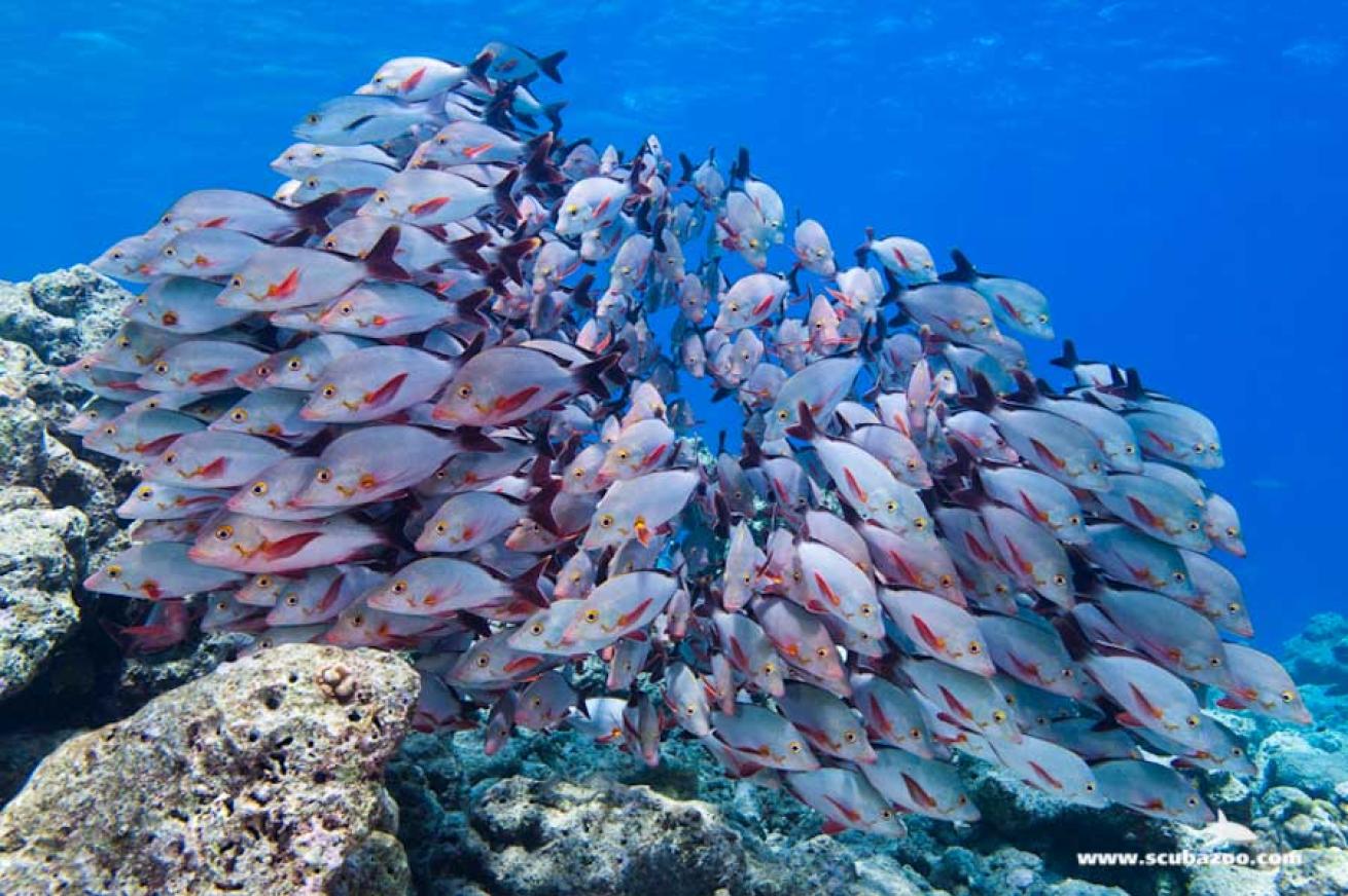 Photo Gallery: Schooling Fish | Scuba Diving
