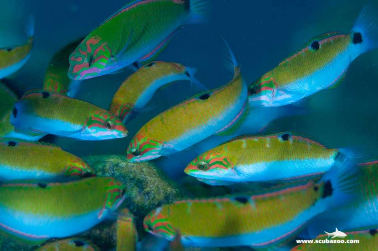 Photo Gallery: Schooling Fish | Scuba Diving