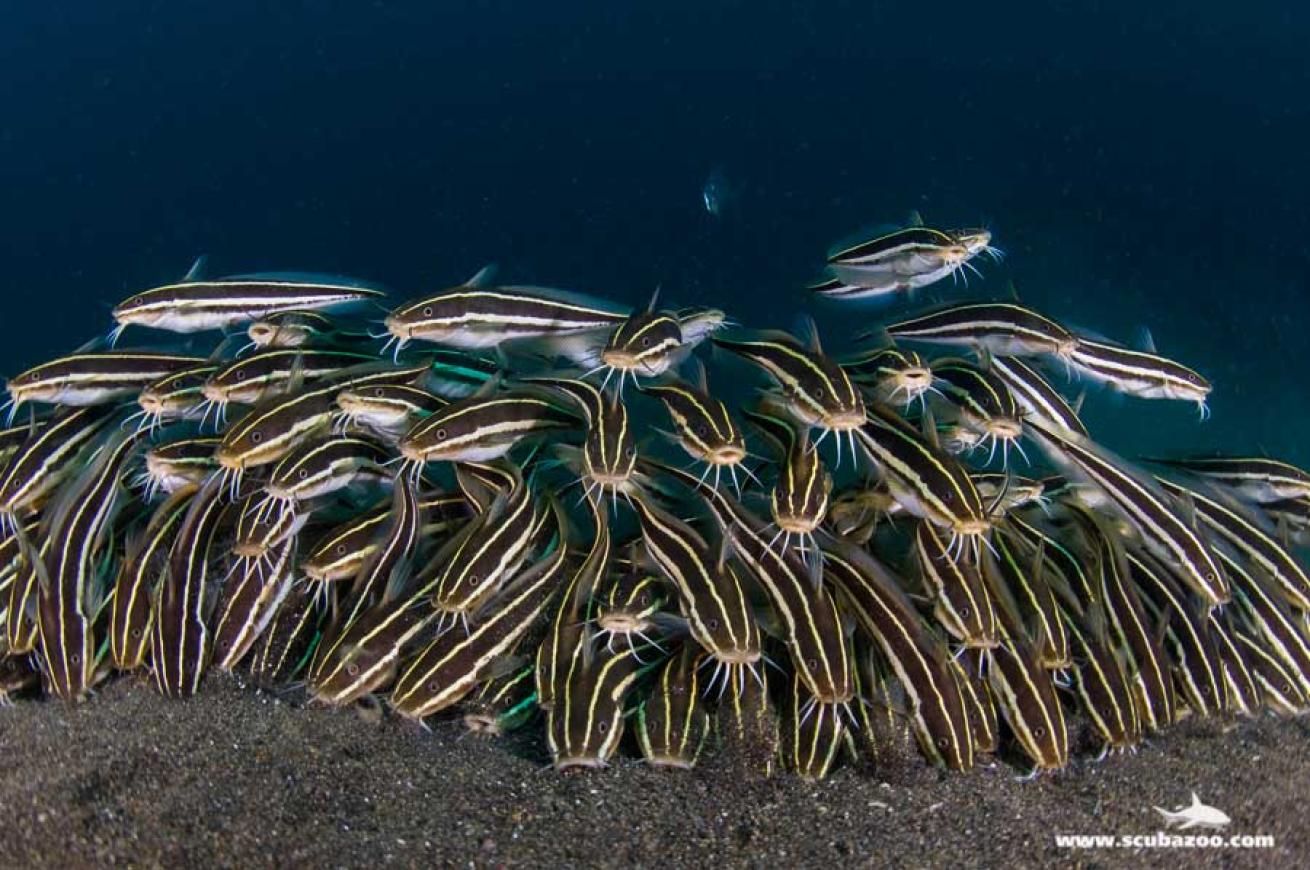 Photo Gallery: Schooling Fish | Scuba Diving