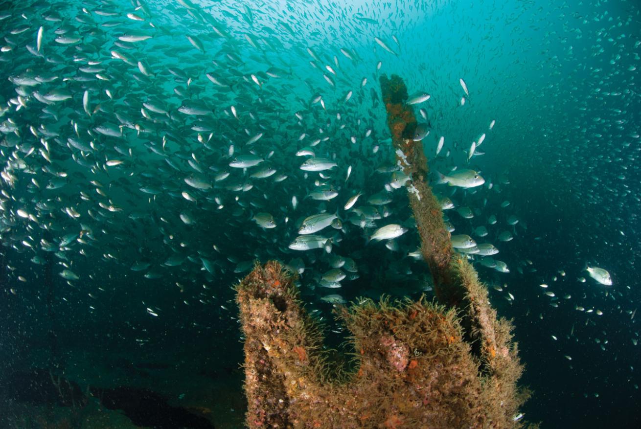 Passport to the Panhandle | Scuba Diving