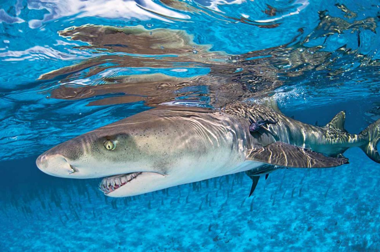 How to Take Pictures of Sharks | Scuba Diving