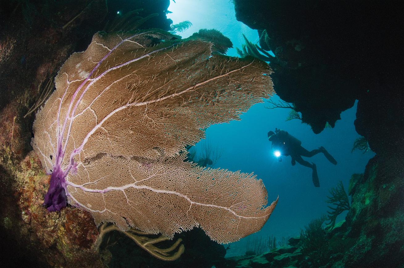 Photo Gallery: Bermuda Wreck Diving | Scuba Diving