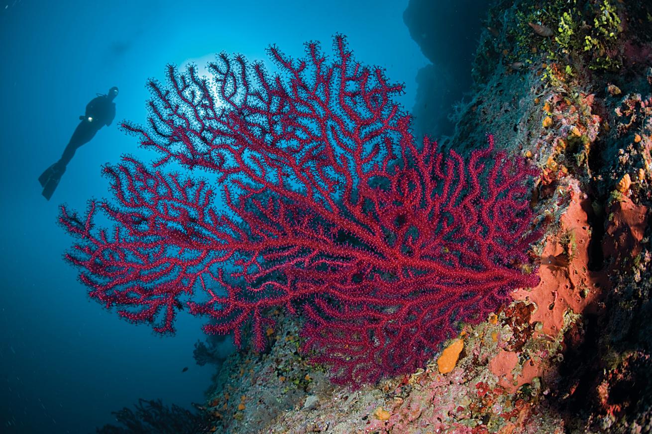 Photo Gallery: Diving Italy | Scuba Diving