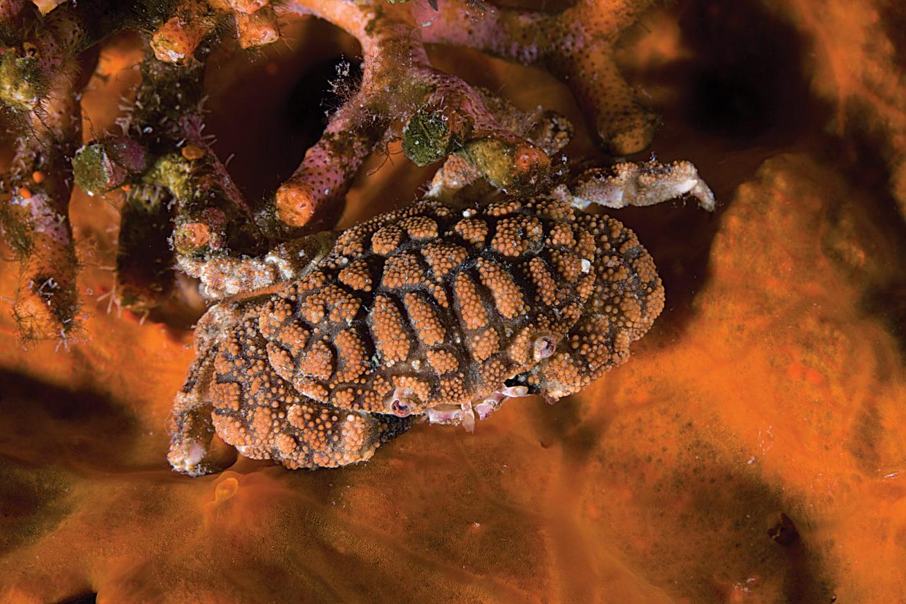 Photo Gallery: Diving Italy | Scuba Diving