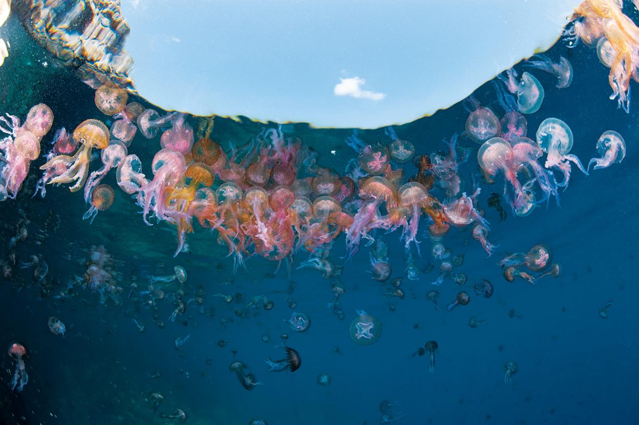 Photo Gallery: Diving Italy | Scuba Diving