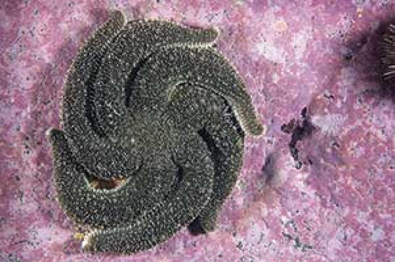 Interesting Facts about Sea Stars | Scuba Diving