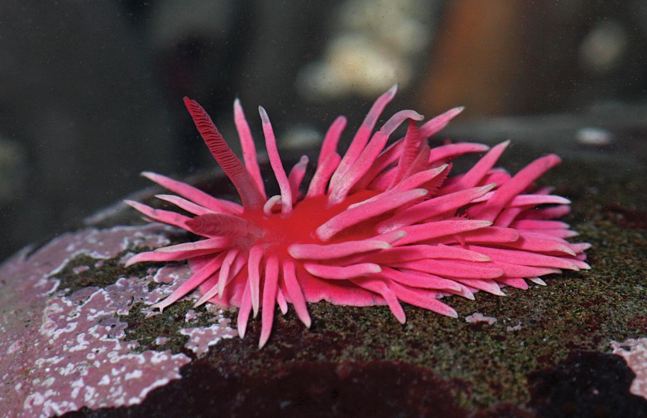 Marine Life: What the Pink Sea Slug Is Really Telling Us | Scuba Diving