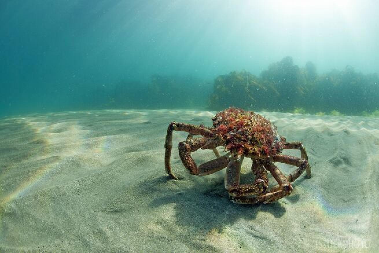 Scavengers of the Sea | Scuba Diving