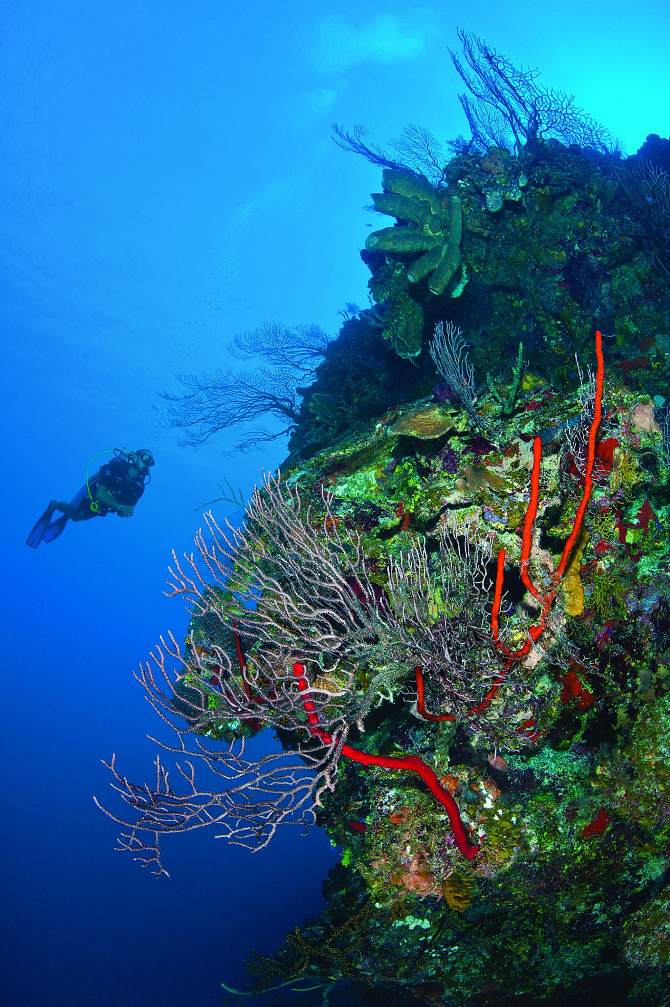 The Best of Grand Cayman in Photos | Scuba Diving