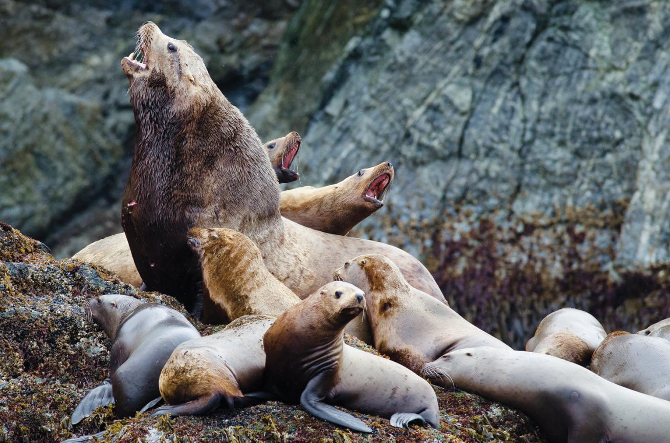 British Columbia: Scuba Diving the Colors of the Inside Passage | Scuba ...