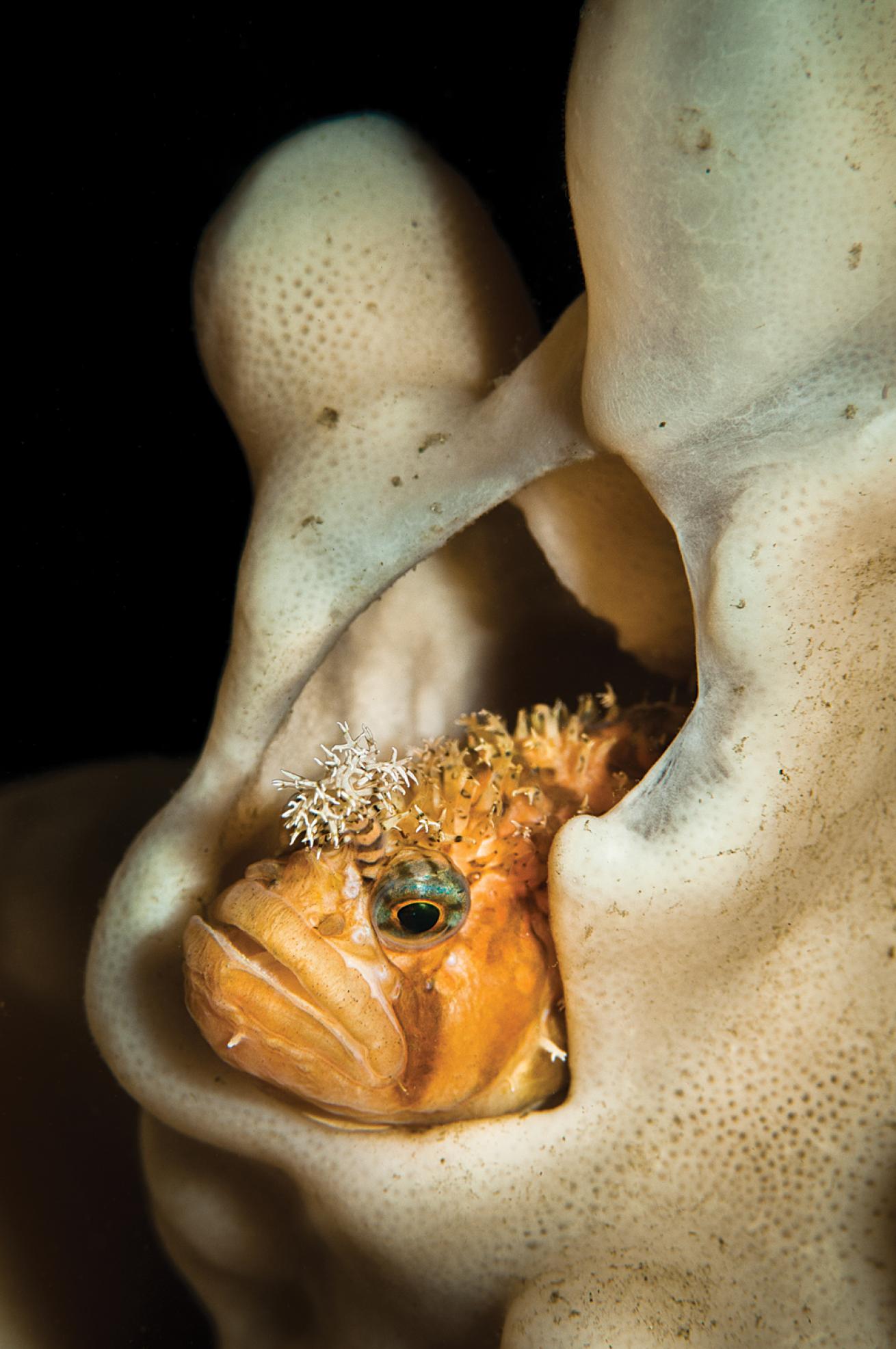 British Columbia: Scuba Diving the Colors of the Inside Passage | Scuba ...