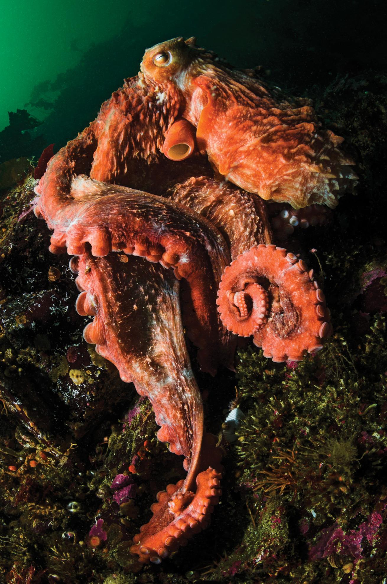 British Columbia: Scuba Diving the Colors of the Inside Passage | Scuba ...