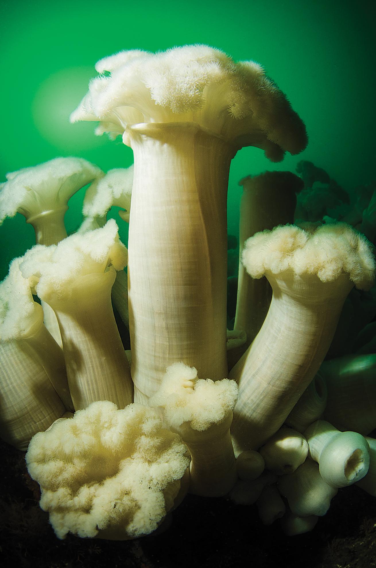 British Columbia: Scuba Diving the Colors of the Inside Passage | Scuba ...