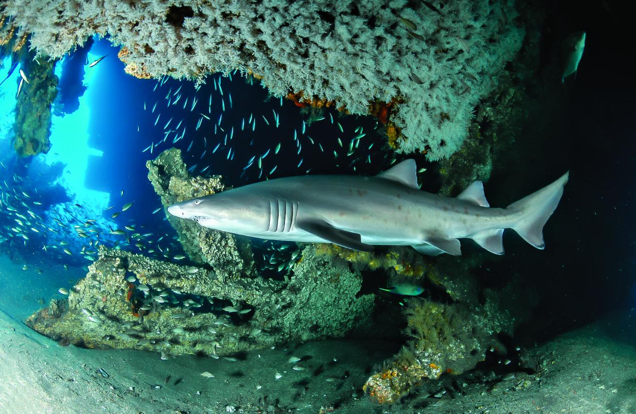 The Best Wreck Dives You've Never Heard Of | Scuba Diving