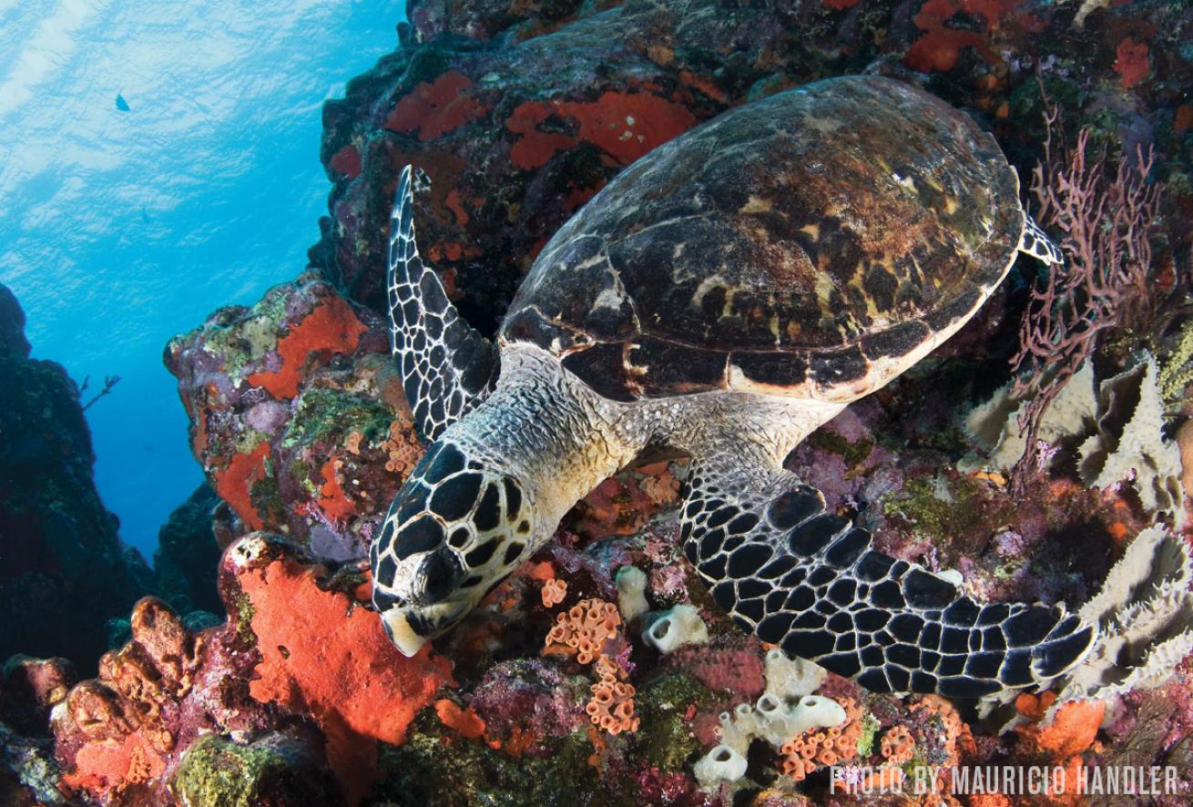 Saba: The Undiscovered [Scuba Diving] Queen | Scuba Diving