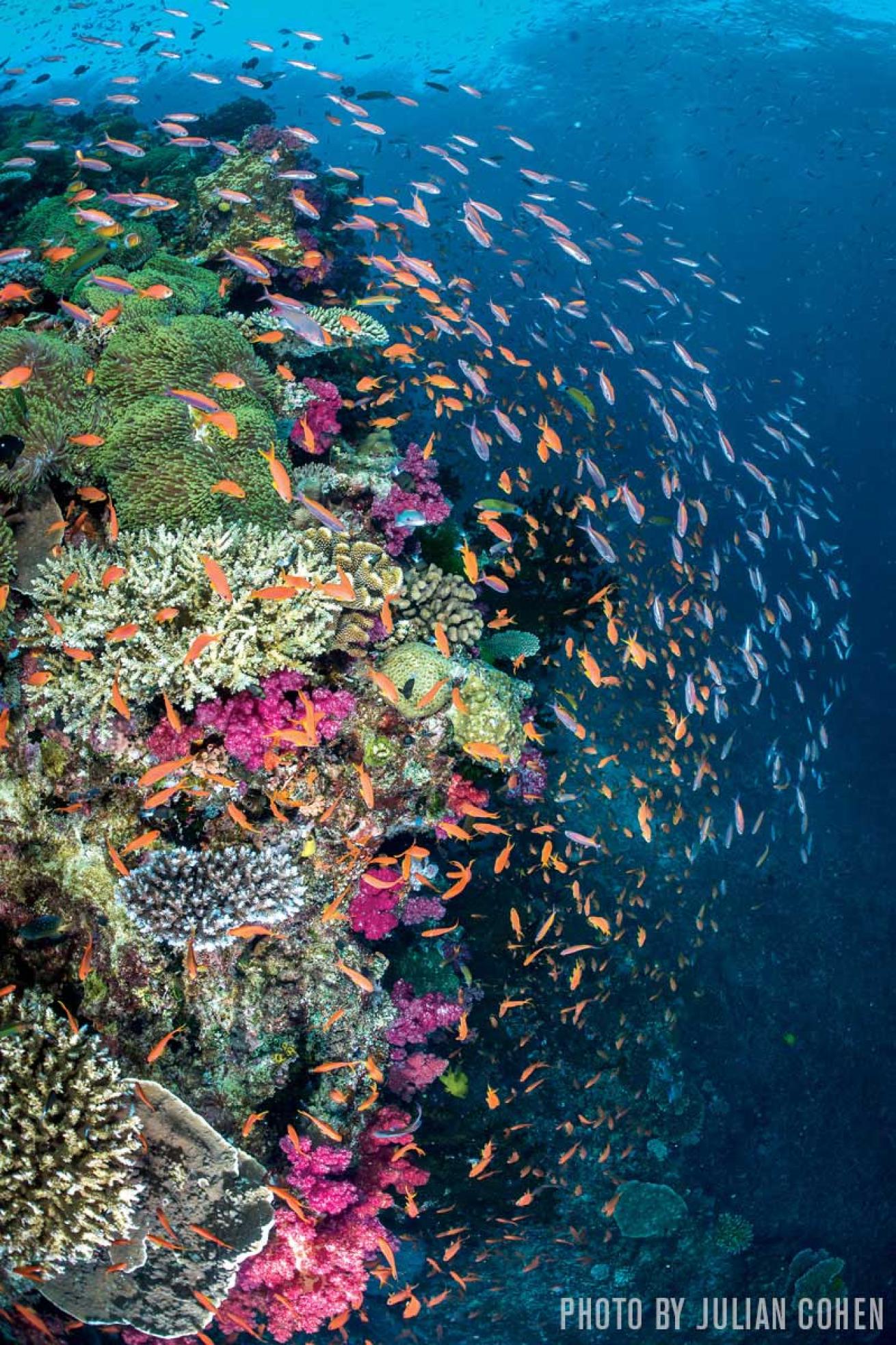 Sister Islands: Two for One Dive Trips | Scuba Diving