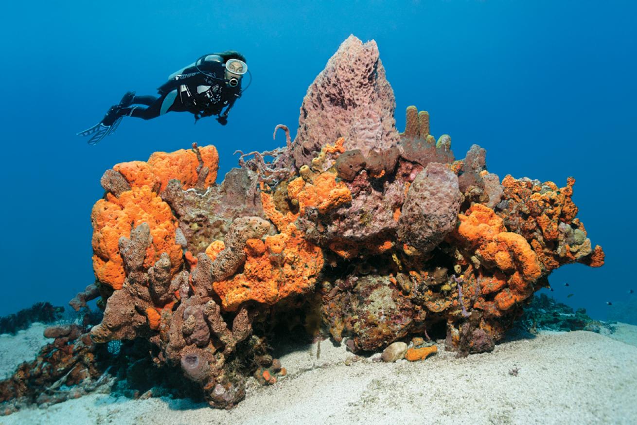 2014 World’s Best Diving & Resorts: Tobago | Scuba Diving