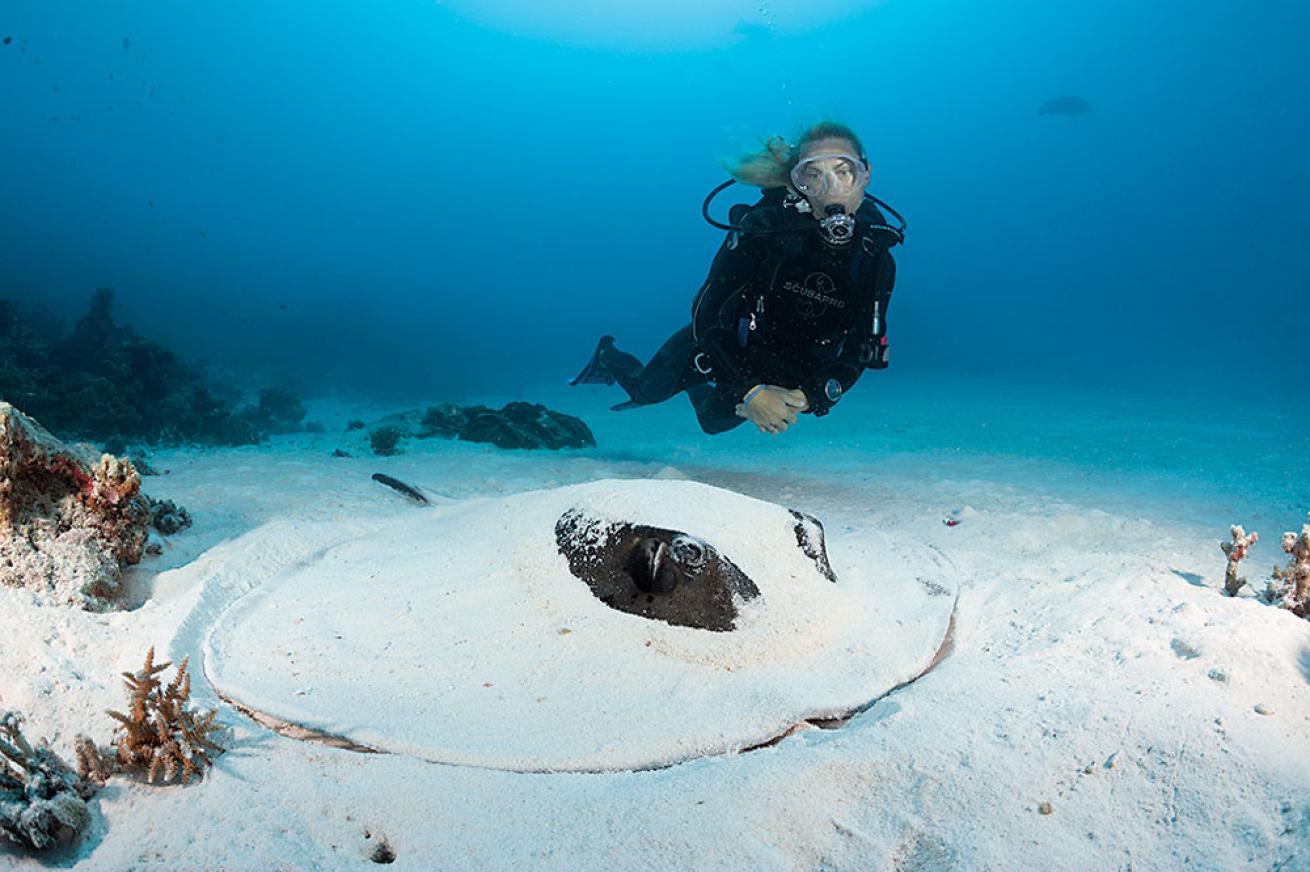 Cool Critter of the Day: Stingrays | Scuba Diving