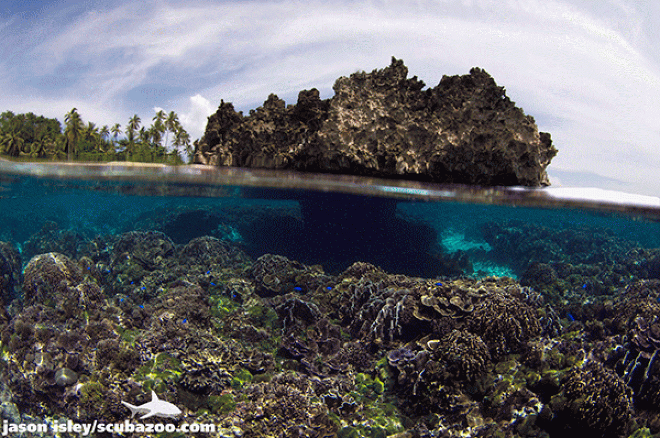 Underwater Photo Tips: Split-Level Photos | Scuba Diving