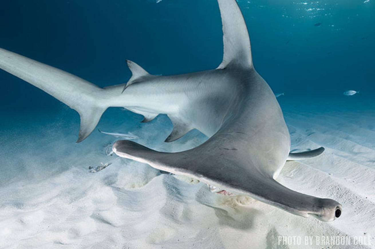 Critter of the Day: Hammerheads | Scuba Diving